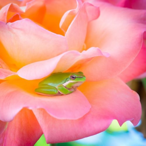 Des nouvelles du CRAPO… – CRAPO